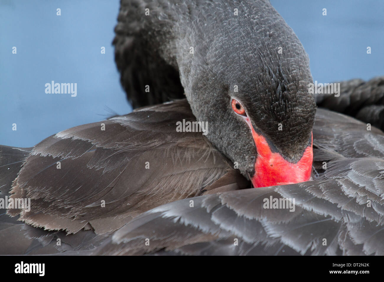 A black swan is sleeping in a dutch lake Stock Photo - Alamy