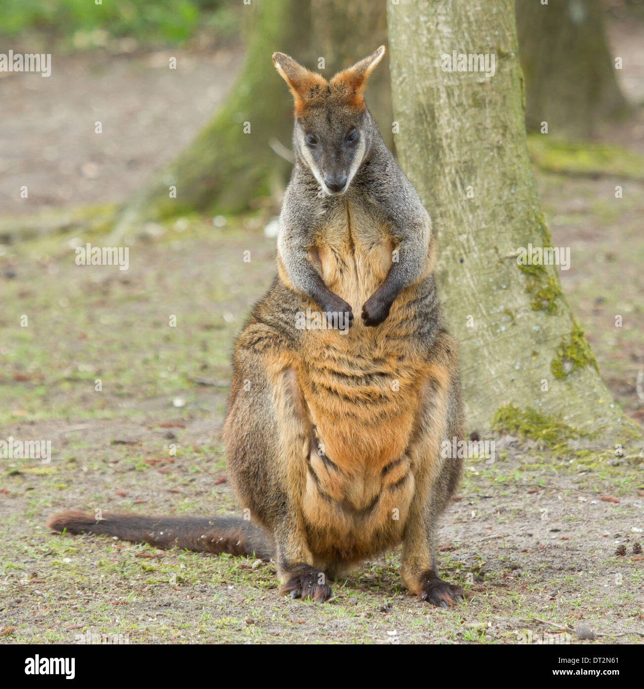 Close-up swamp wallaby in a dutch zoo Stock Photo - Alamy