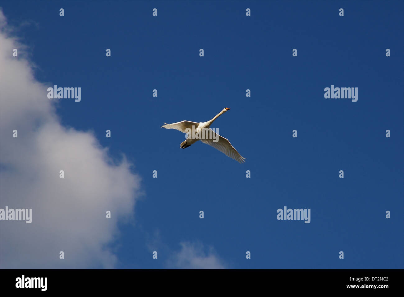 Flying white goose contrasting with blue skye Stock Photo - Alamy