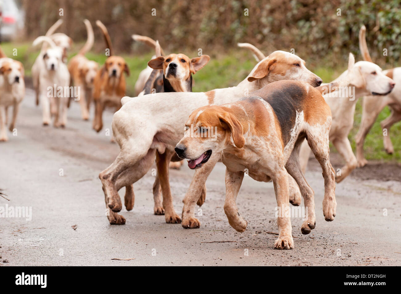 Hounds finding hi-res stock photography and images - Alamy