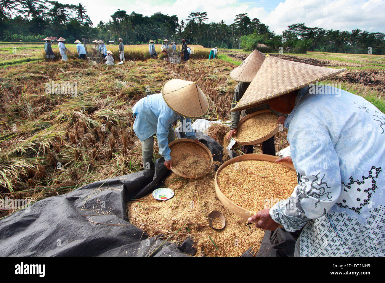 Rice farmer bali hi-res stock photography and images - Alamy