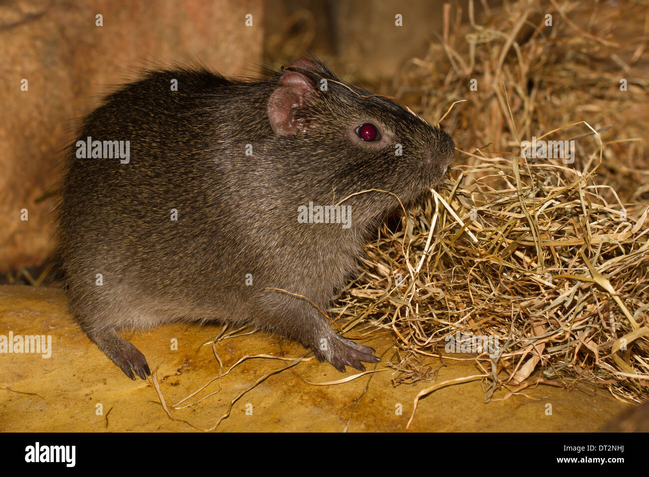 Wild guinea pig hi-res stock photography and images - Alamy