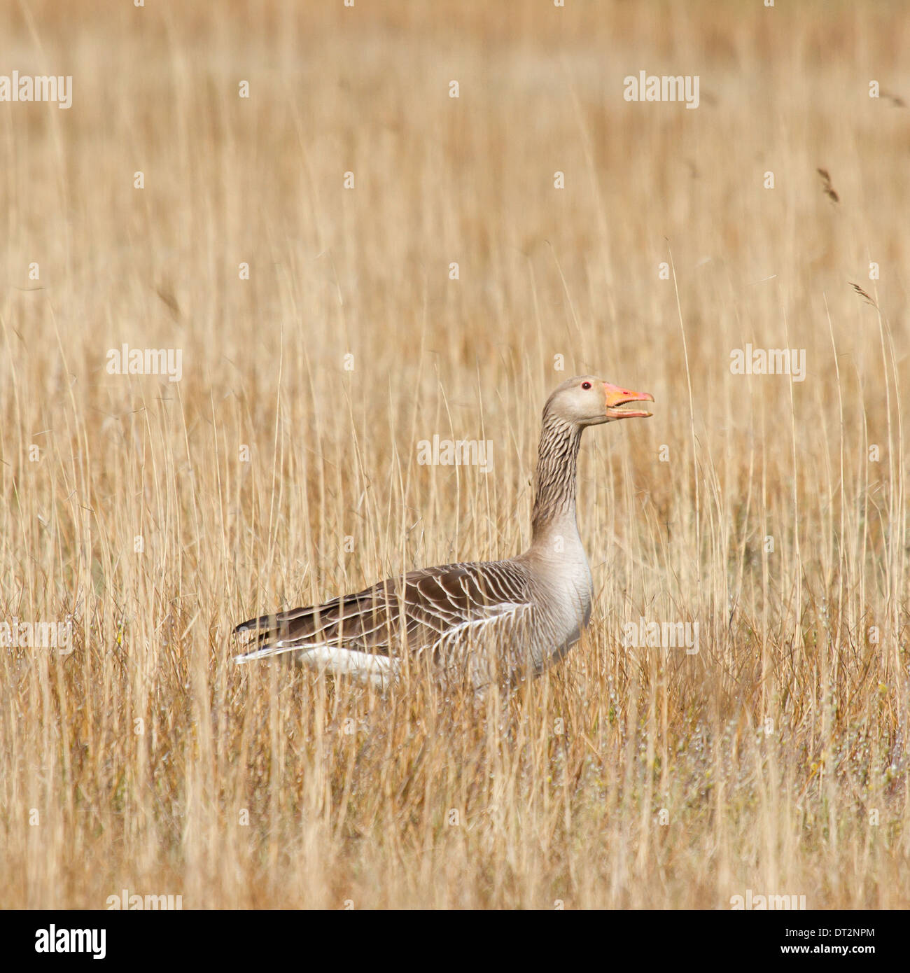A greylag goose is hiding in the reeds Stock Photo - Alamy