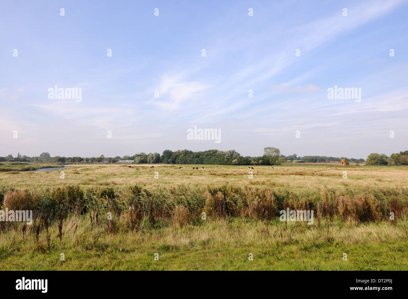 Horse fen hi-res stock photography and images - Alamy