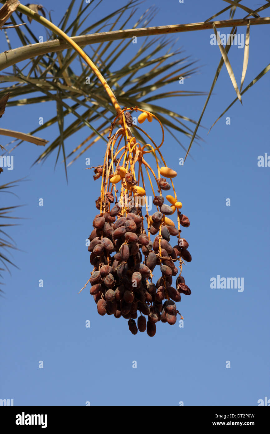 Dates growing on a tree in Kingdom of Bahrain Stock Photo - Alamy