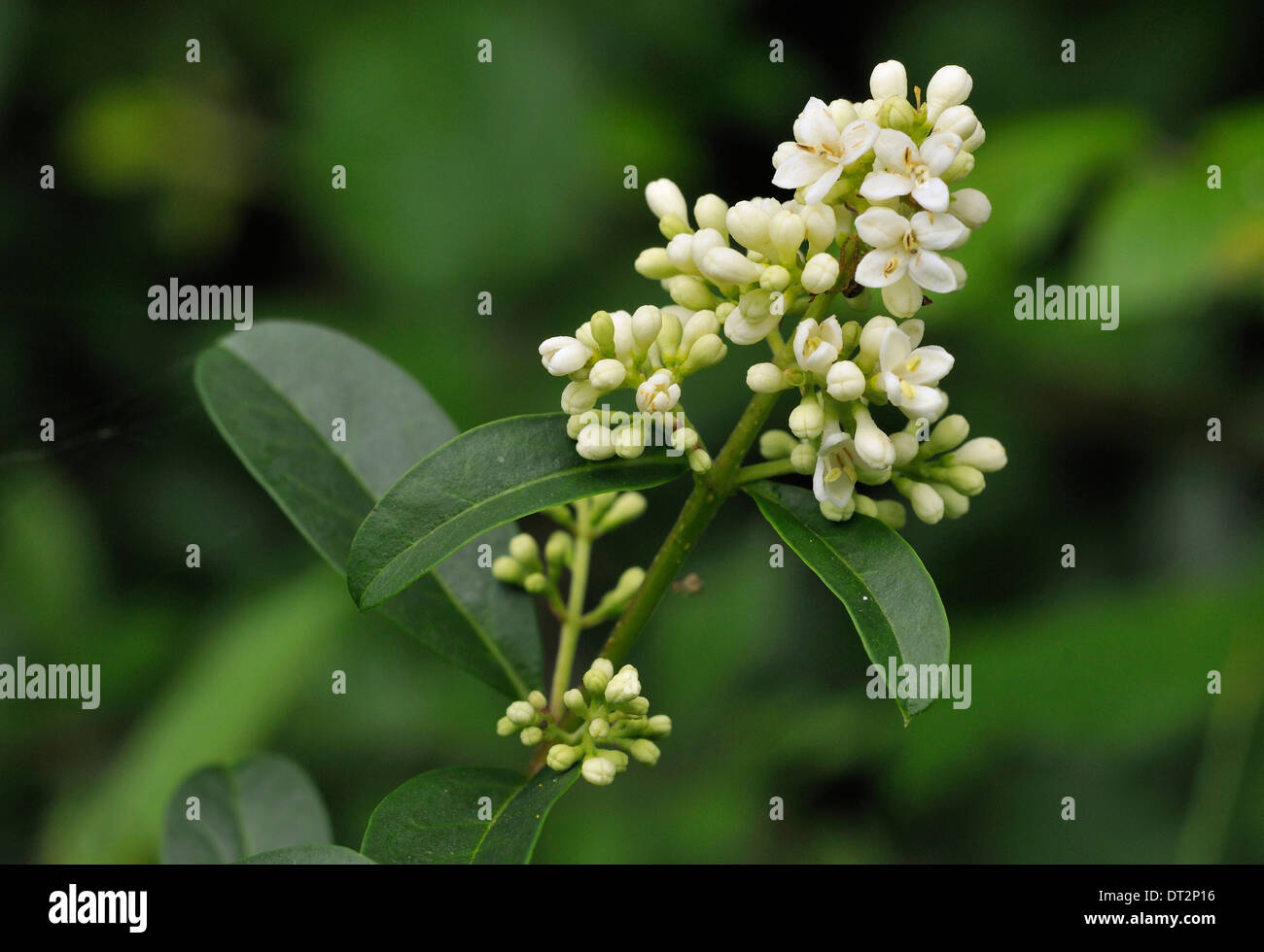 Wild Privet - Ligustrum vulgare Stock Photo - Alamy