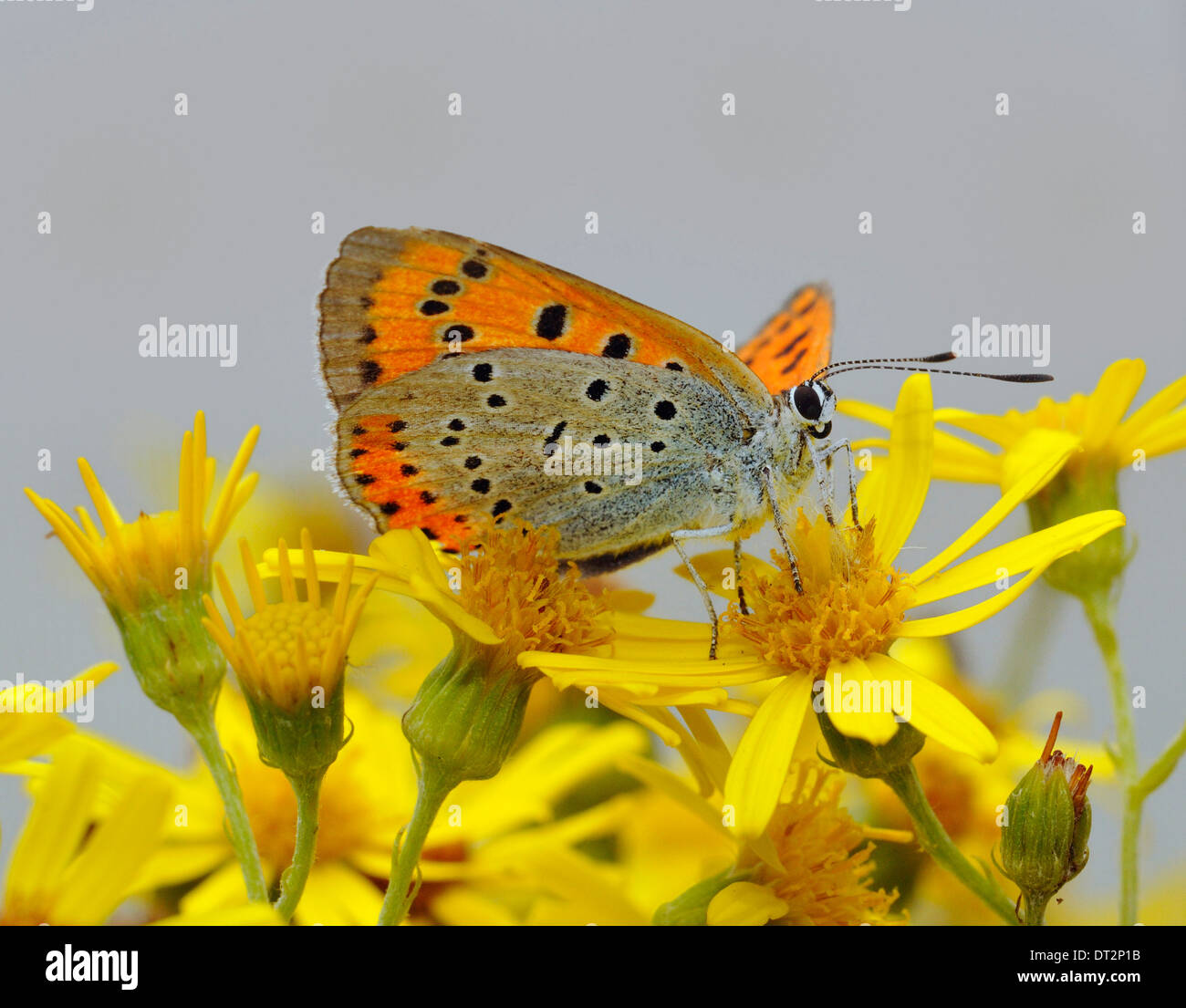 Large Copper Butterfly - Lycaena dispar Female Underside on Ragwort ...