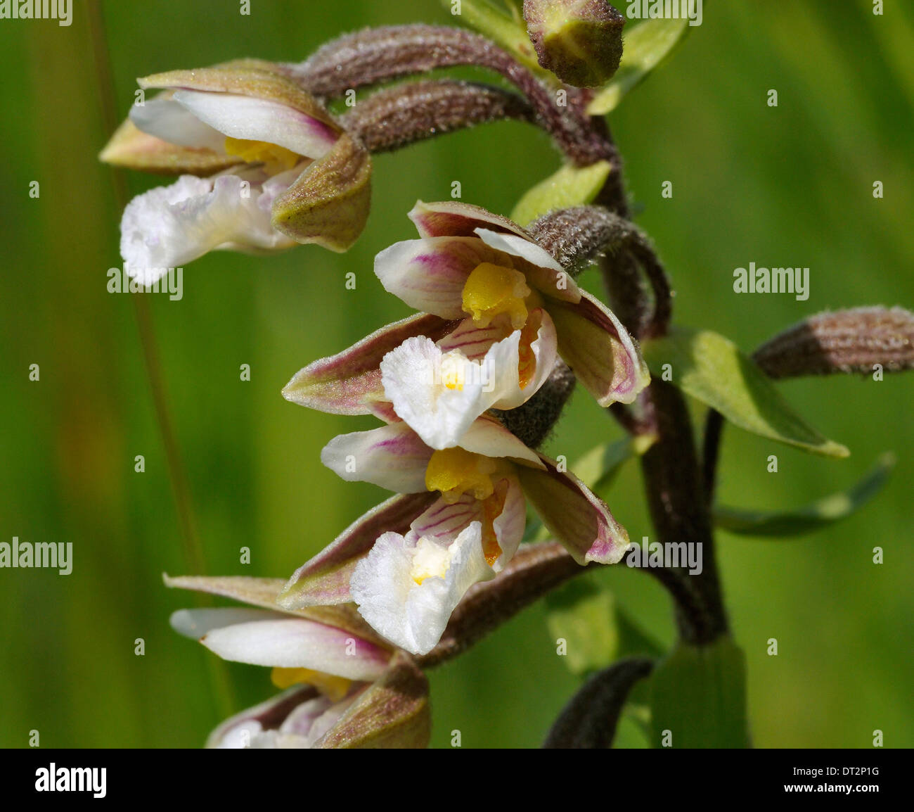 Marsh Helleborine - Epipactis palustris Orchid of the sand dunes Stock ...