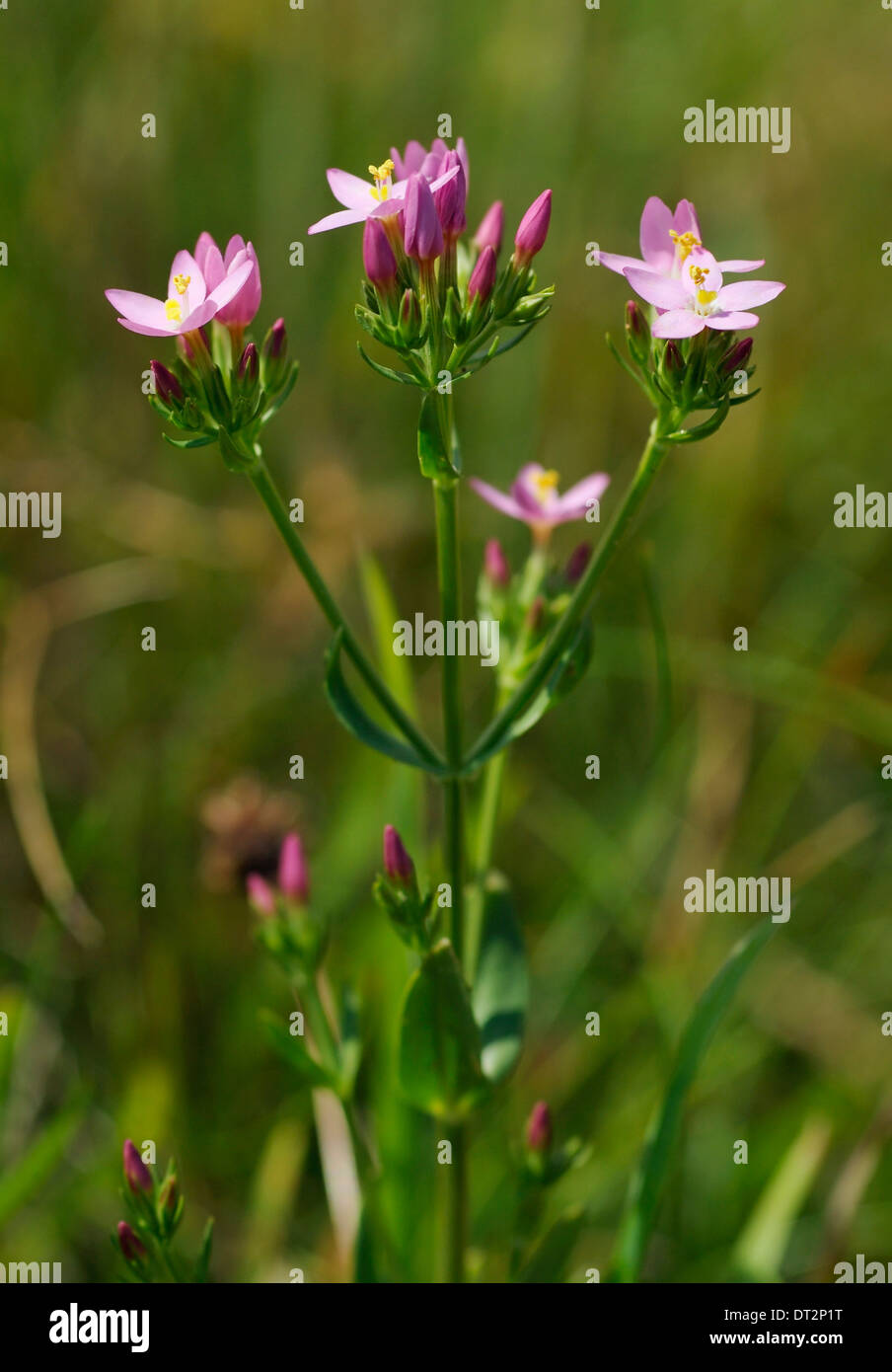 Common Centaury - Centaurium erythraea Stock Photo - Alamy