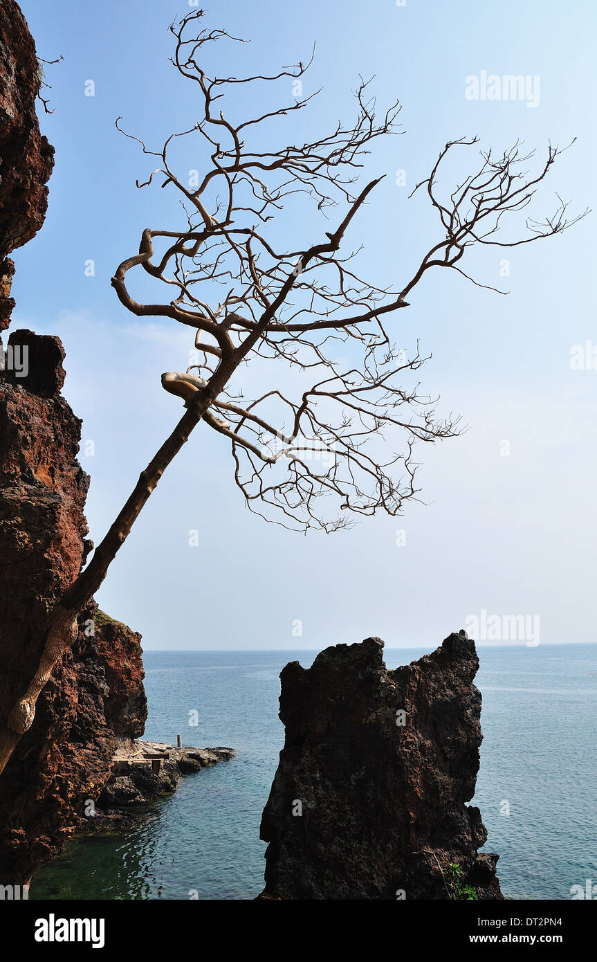 Tree by sea hi-res stock photography and images - Alamy