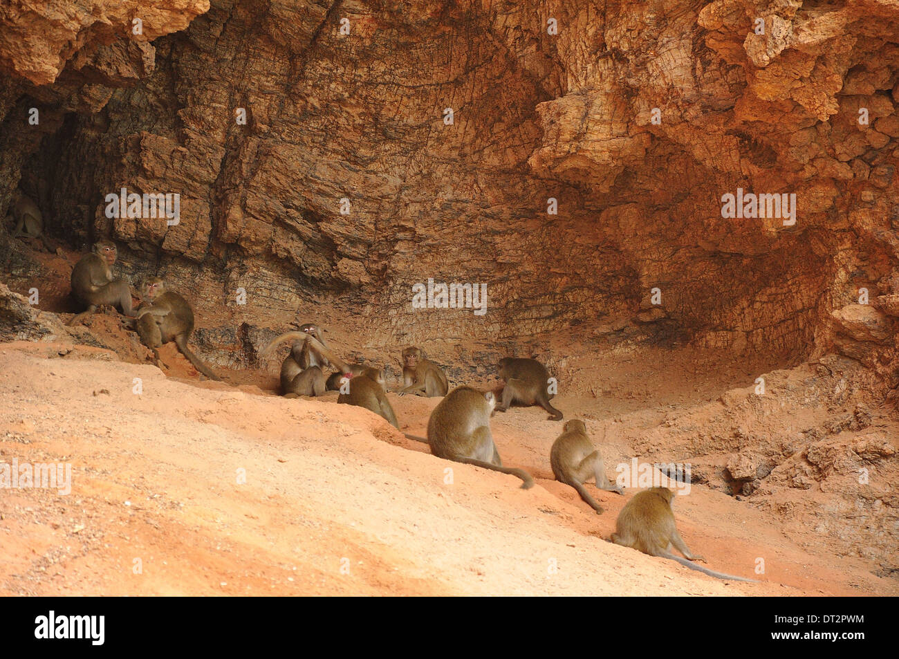 Family of monkeys Stock Photo - Alamy