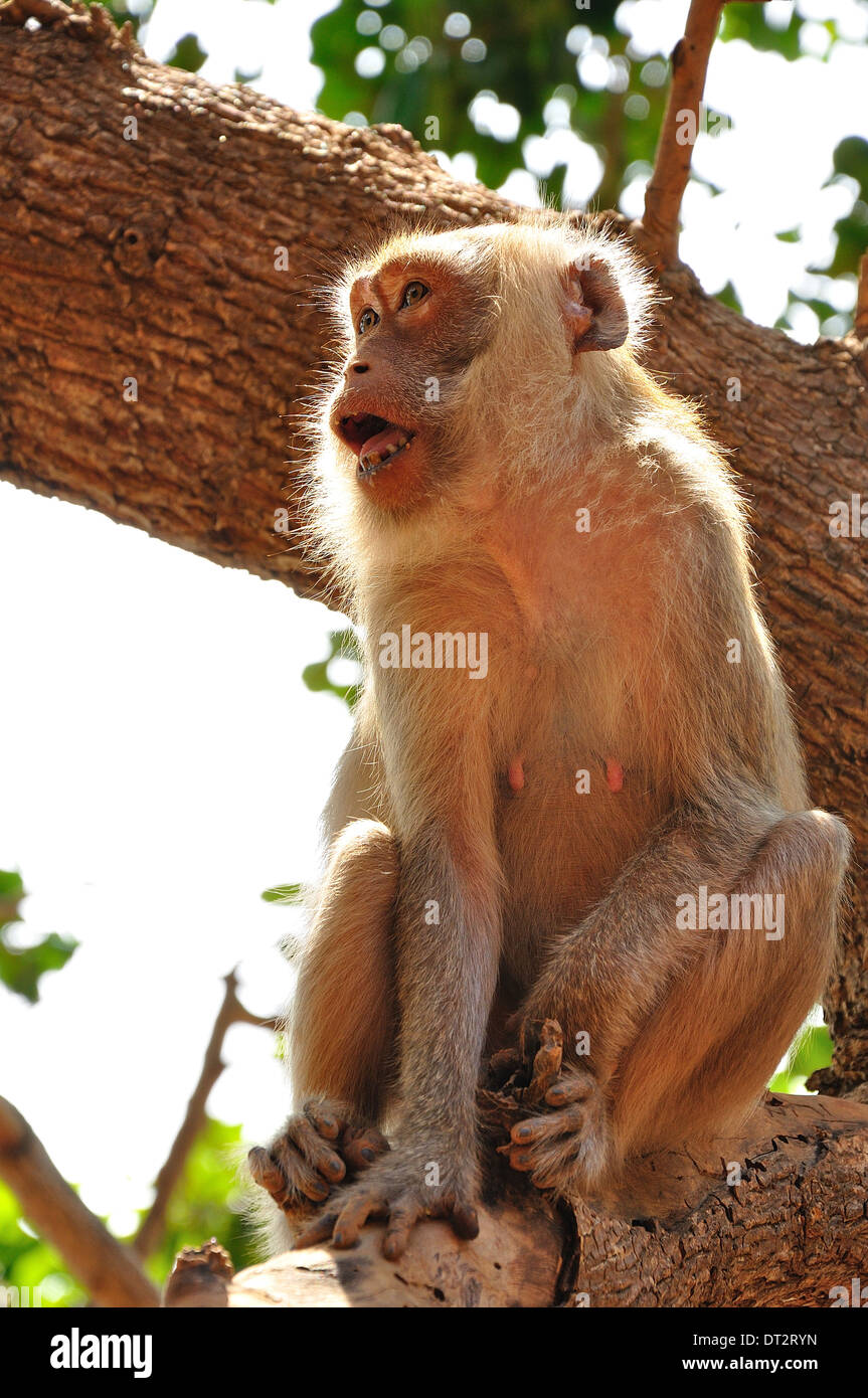Monkey on tree Stock Photo - Alamy