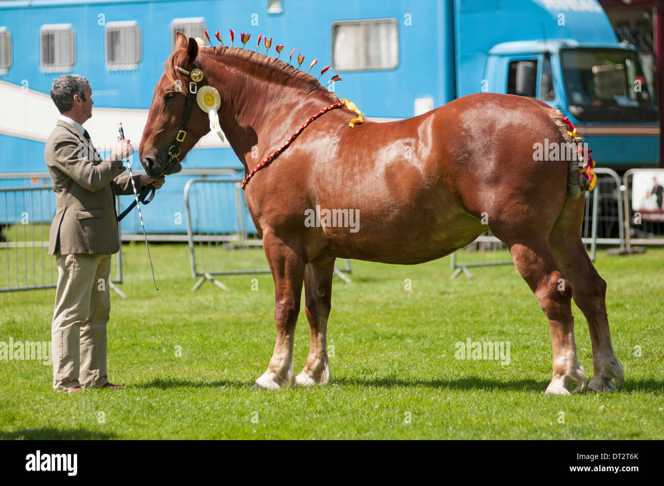 Suffolk punch High Resolution Stock Photography and Images - Alamy