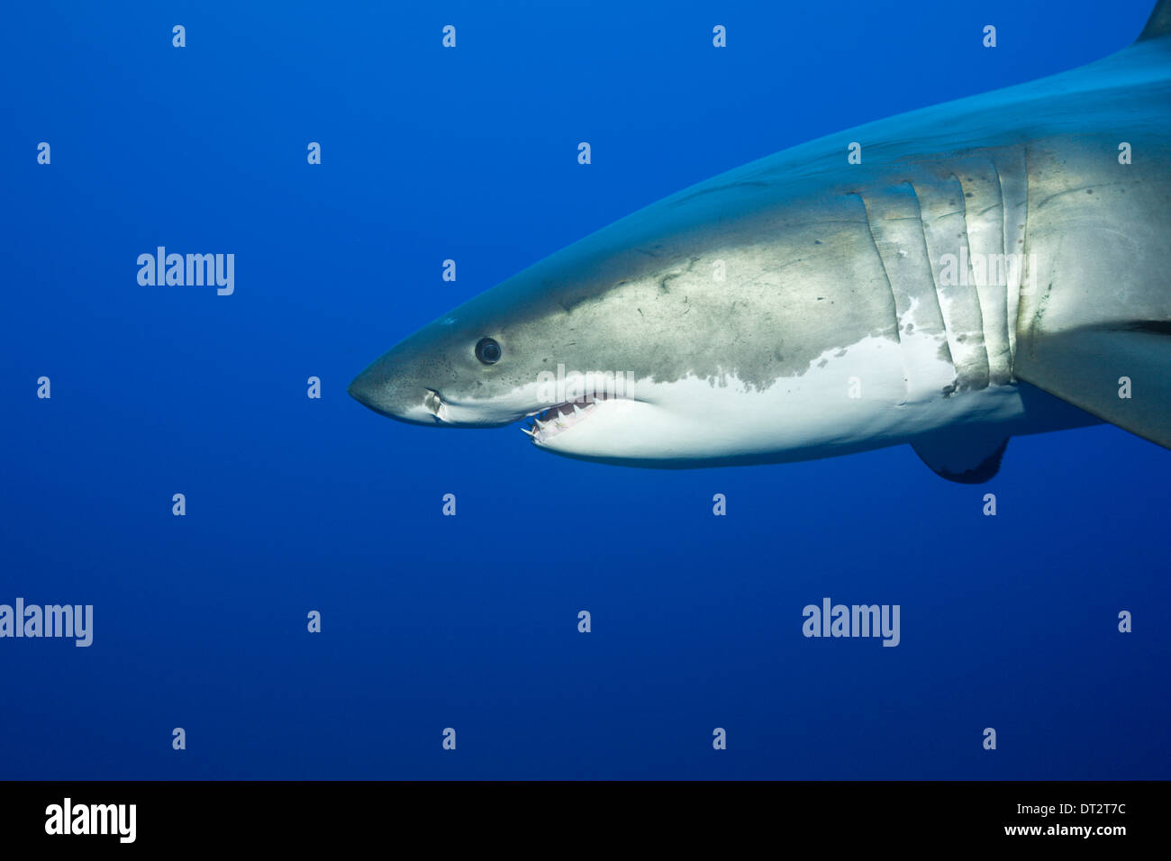 Great White Shark, Carcharodon carcharias, Dangerous Reef, South ...