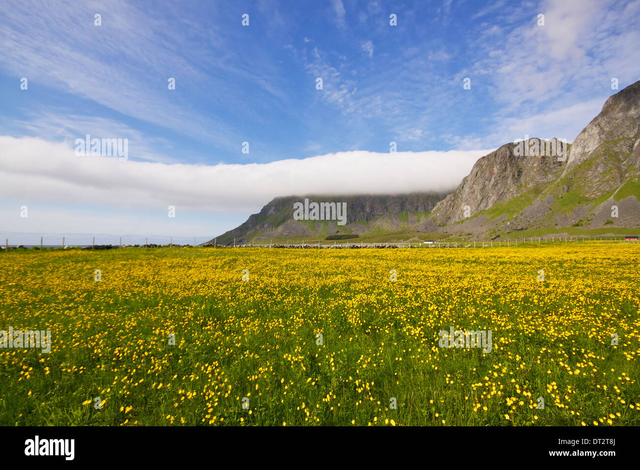 Flowering fields near village of Unstad on Lofoten islands in Norway ...