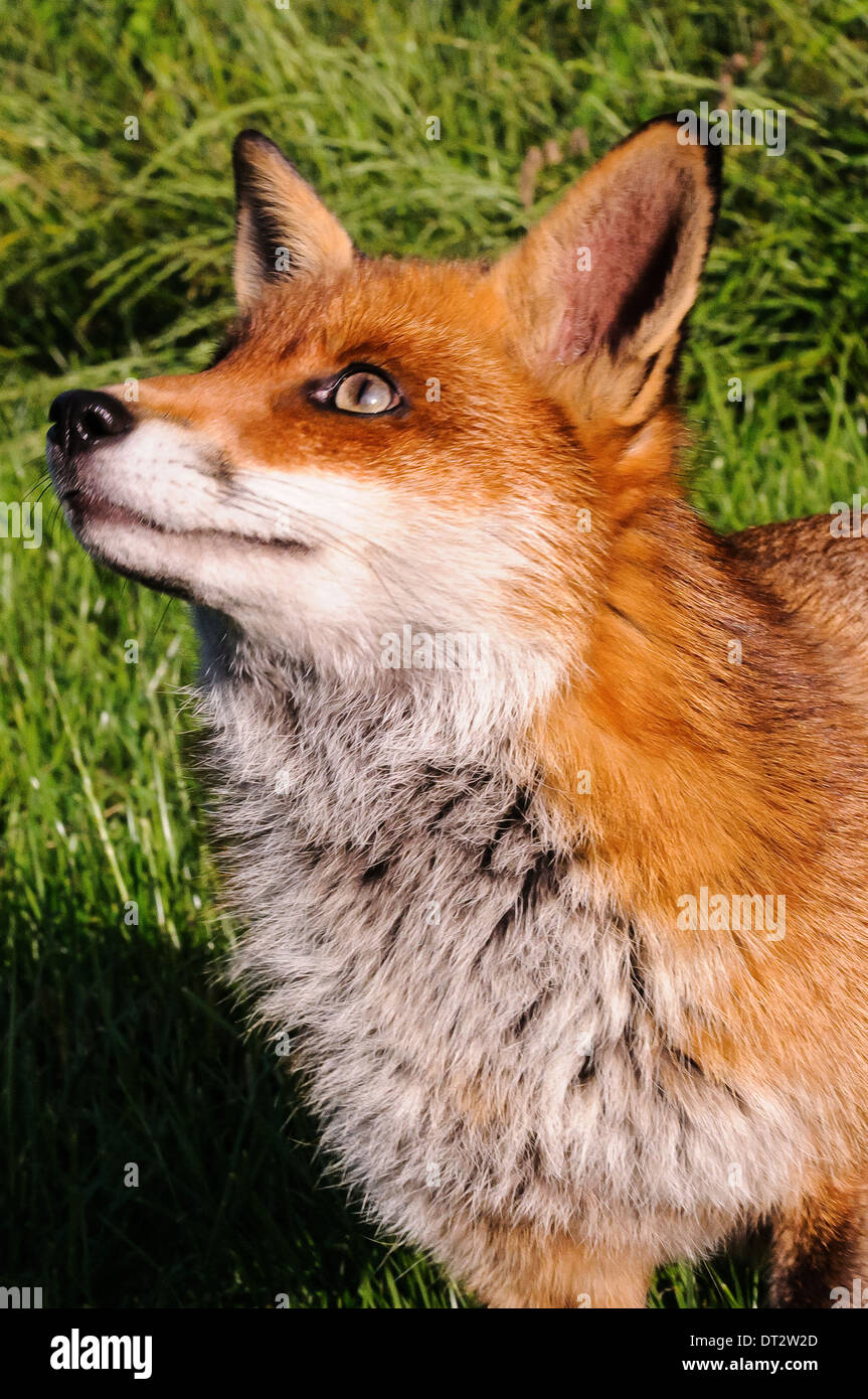 Vixen hi-res stock photography and images - Alamy
