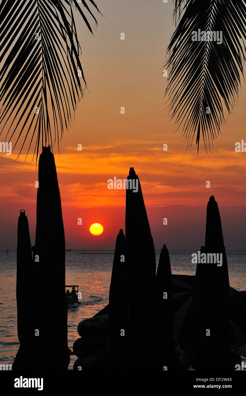 Palm trees silhouette at sunset Stock Photo - Alamy