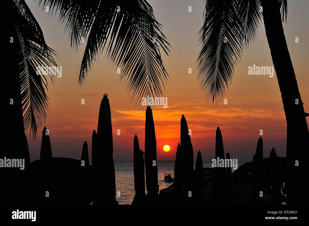 Palm trees silhouette at sunset Stock Photo - Alamy