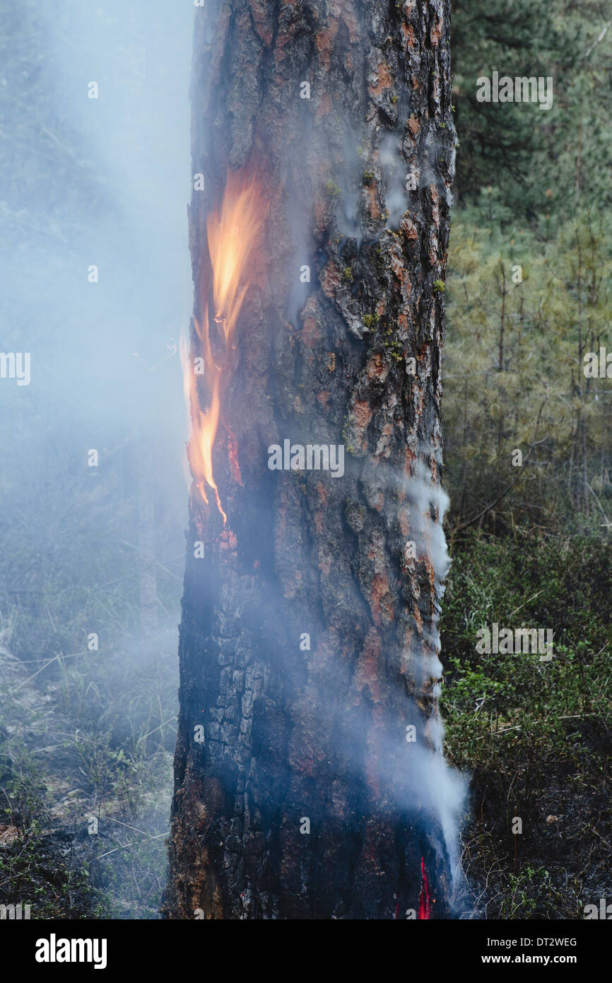 A controlled forest burn to help regrowth Stock Photo - Alamy