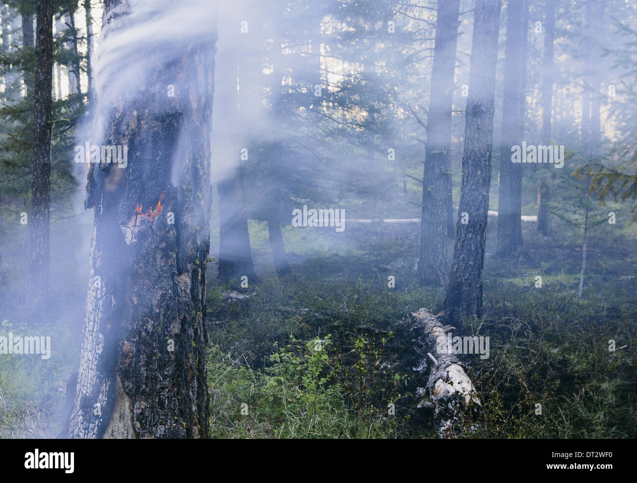 New growth forest fire burn area hi-res stock photography and images ...