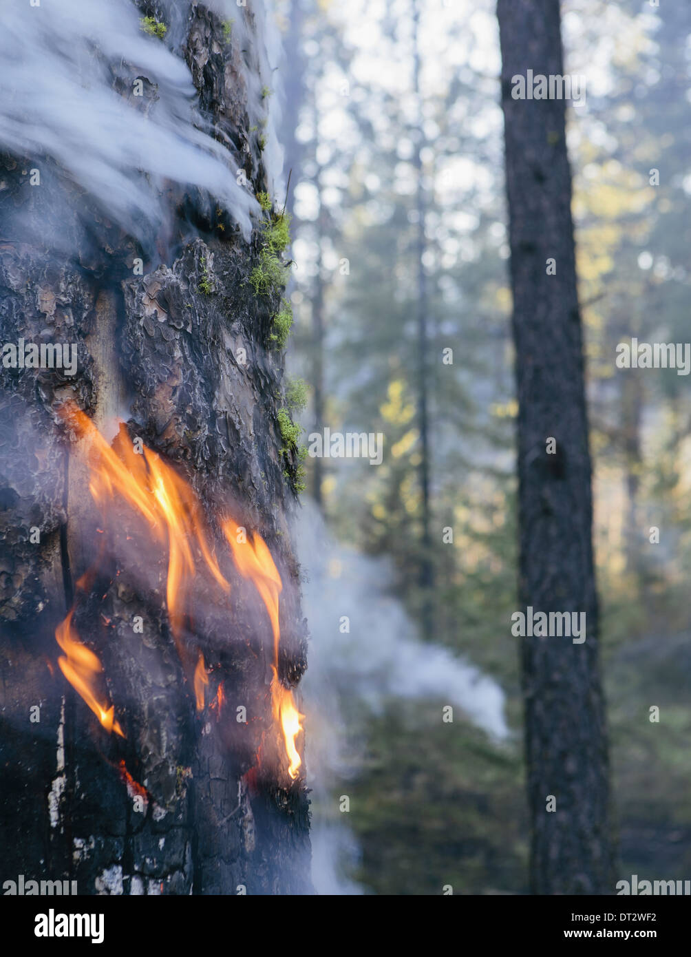 New growth forest fire burn area hi-res stock photography and images ...