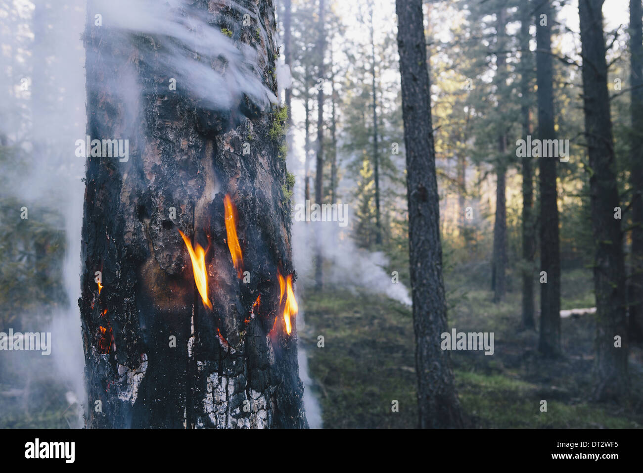 Burning to promote new growth hi-res stock photography and images - Alamy