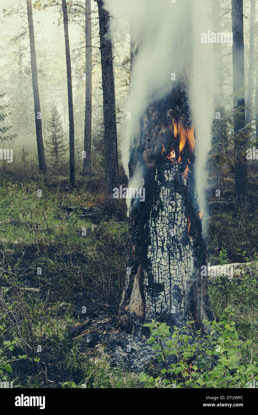 A controlled forest burn to help regrowth Stock Photo - Alamy
