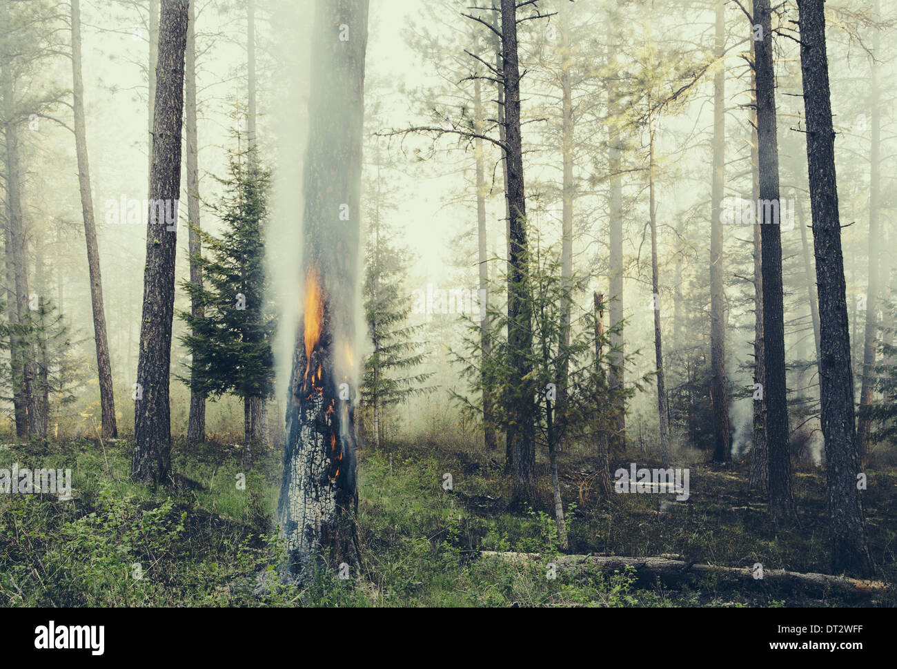 New growth forest fire burn area hi-res stock photography and images ...