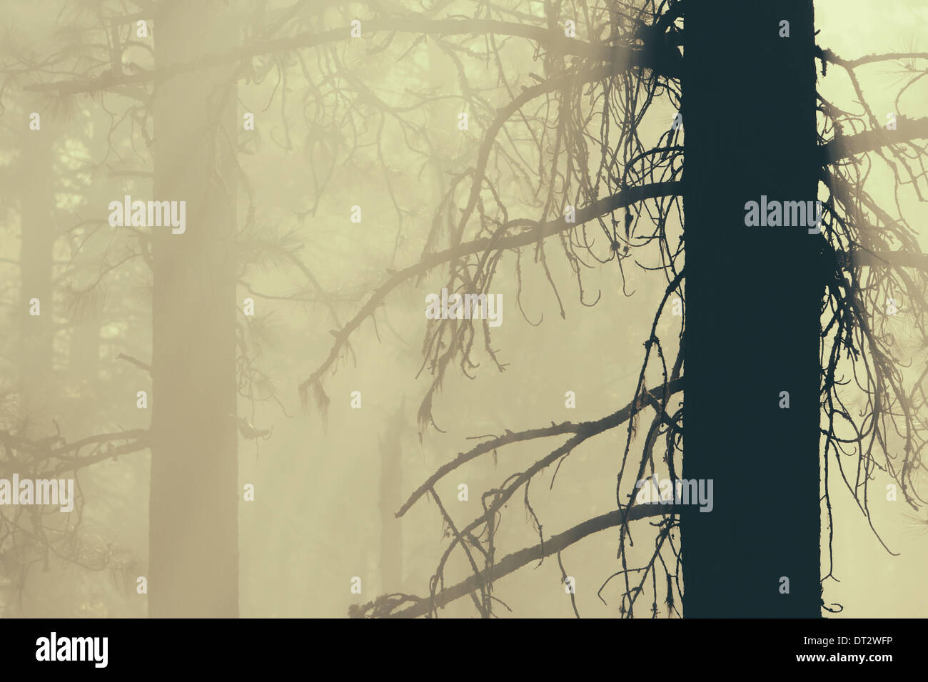New growth forest fire burn area hi-res stock photography and images ...