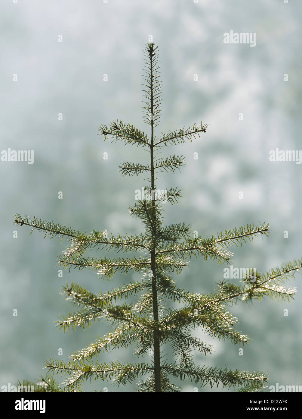 Regrowth process hi-res stock photography and images - Alamy