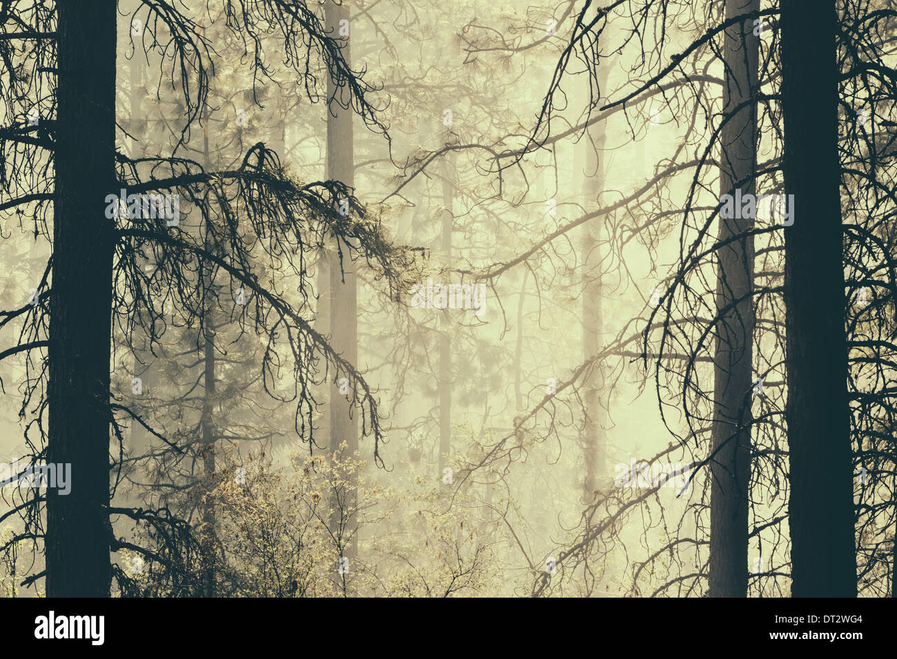 New growth forest fire burn area hi-res stock photography and images ...