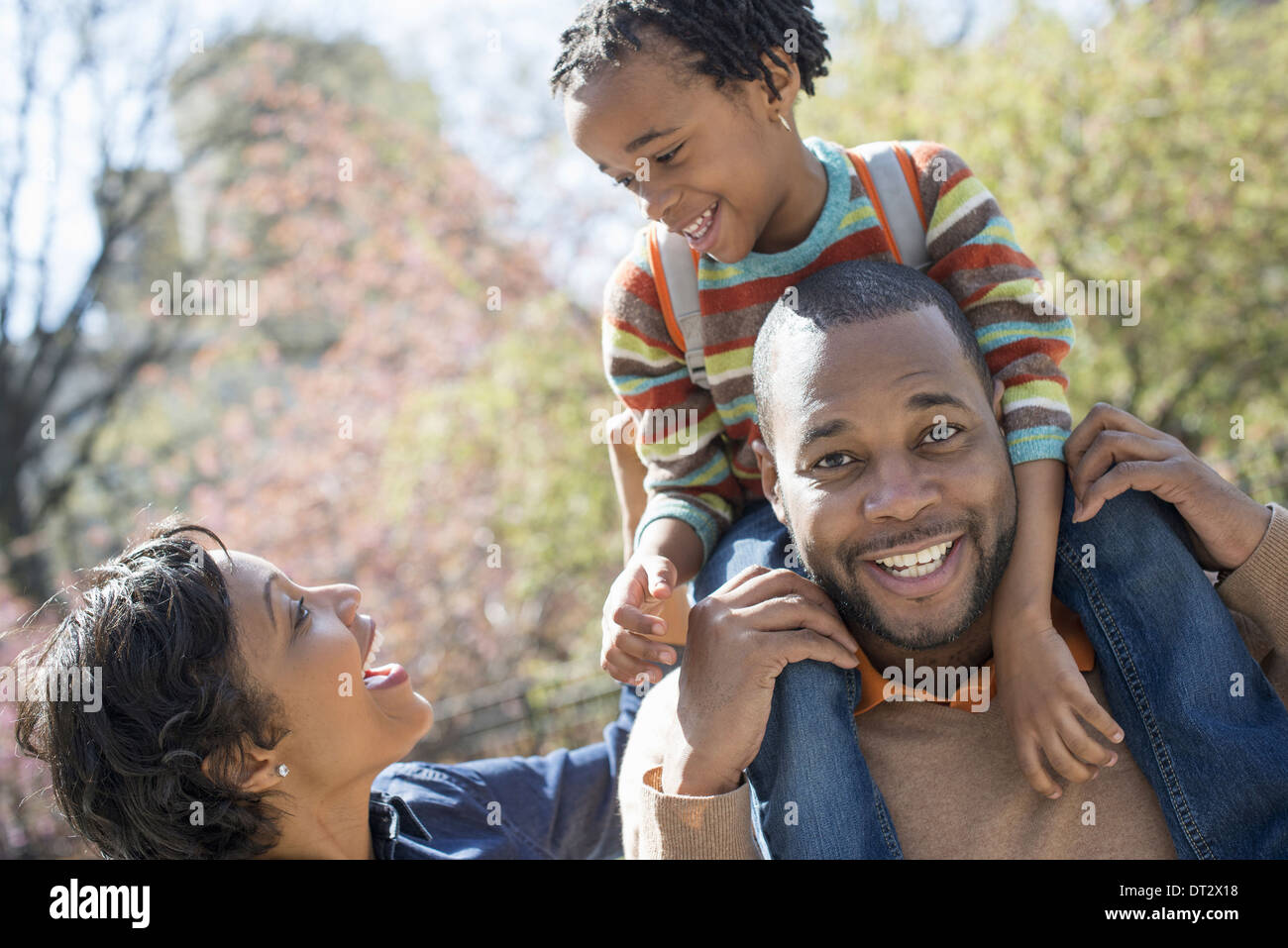 Sunshine and cherry blossom A father carrying his son on his shoulders ...