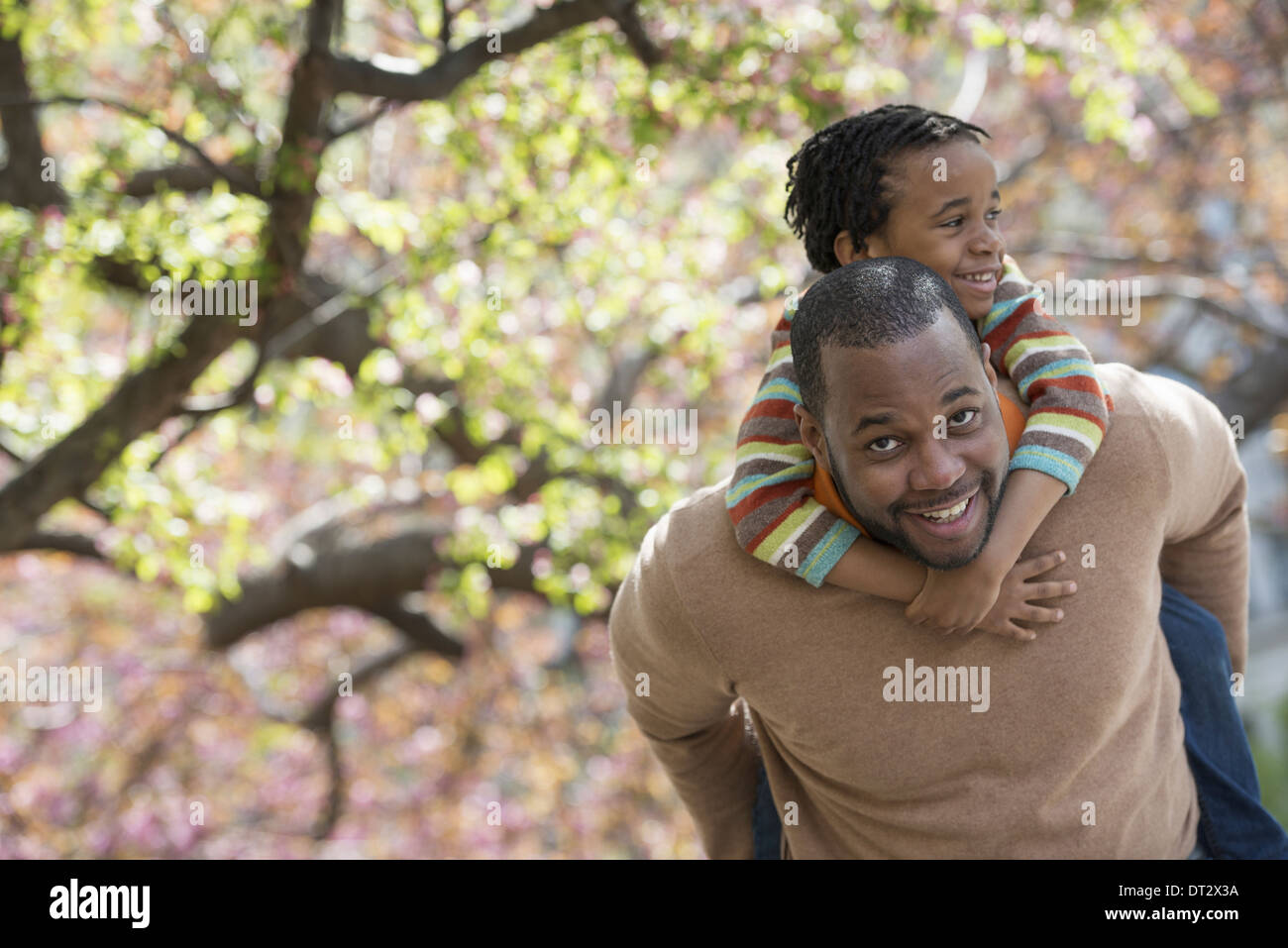 Sunshine and cherry blossom A father carrying his son on his shoulders ...