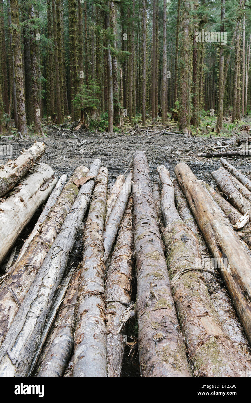 Recently cut logs of Sitka Spruce and Western Hemlock in lush temperate ...