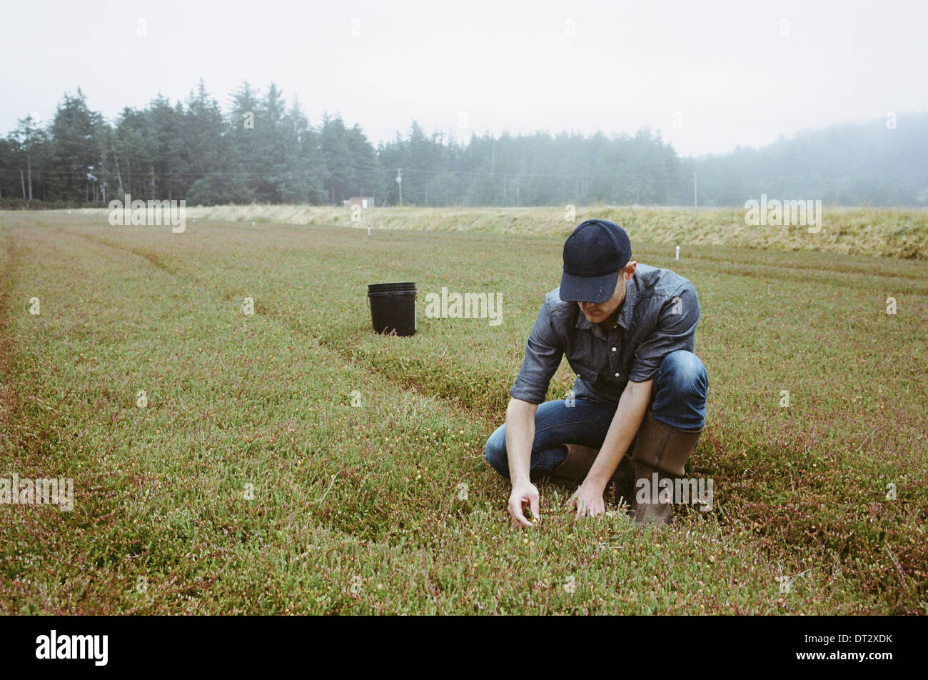 A cranberry farm in Massachusetts Crops in the fields A young man ...