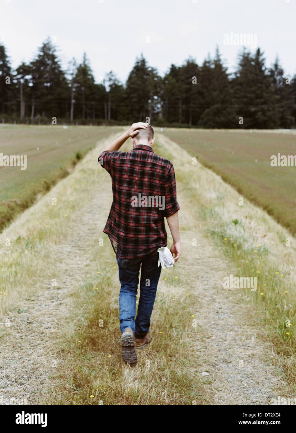 A cranberry farm in Massachusetts Crops in the fields A young man ...