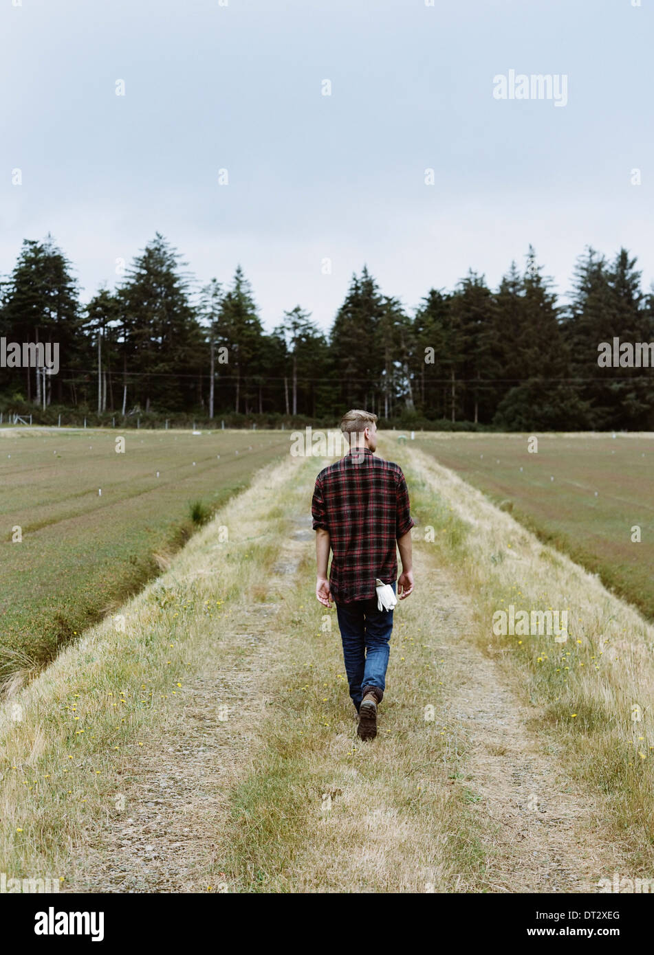 A cranberry farm in Massachusetts Crops in the fields A young man ...