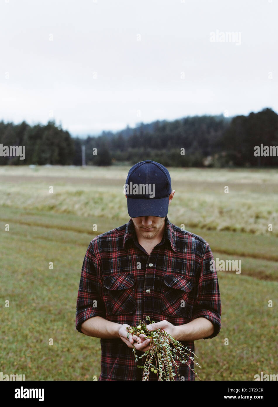 A cranberry farm in Massachusetts Crops in the fields A young man ...