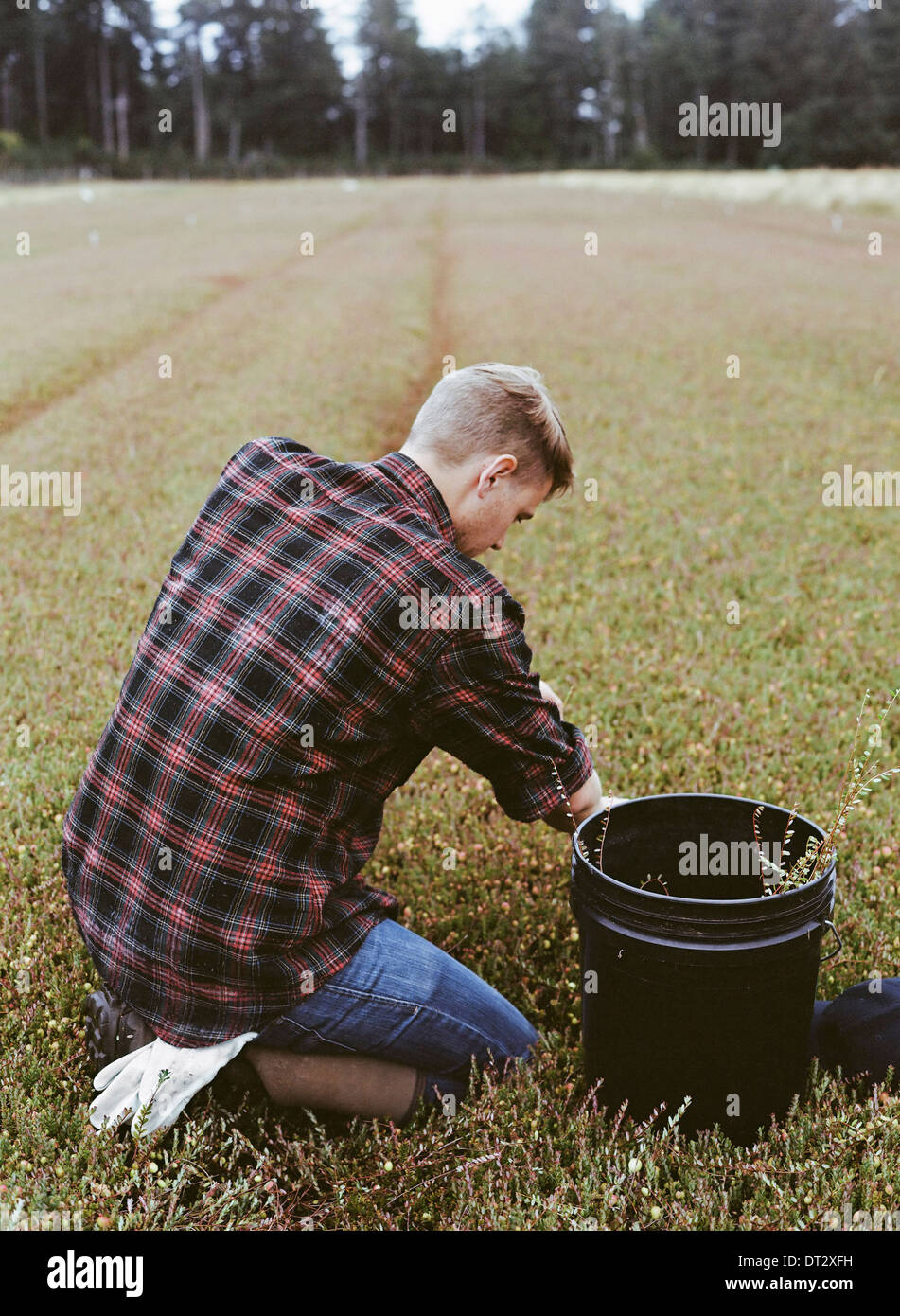 A cranberry farm in Massachusetts Crops in the fields A young man ...