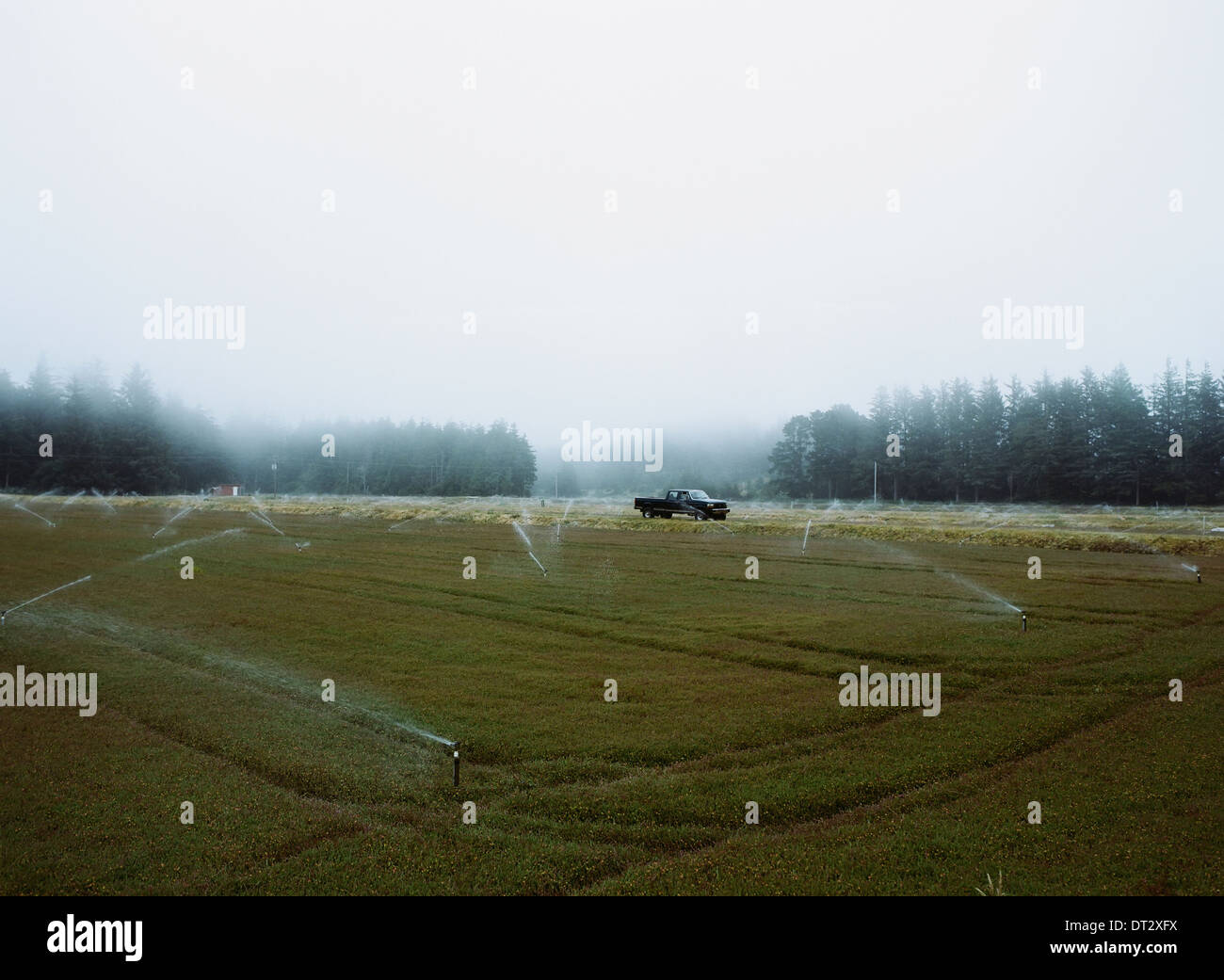A cranberry farm in Massachusetts The crops growing in the fields Stock ...