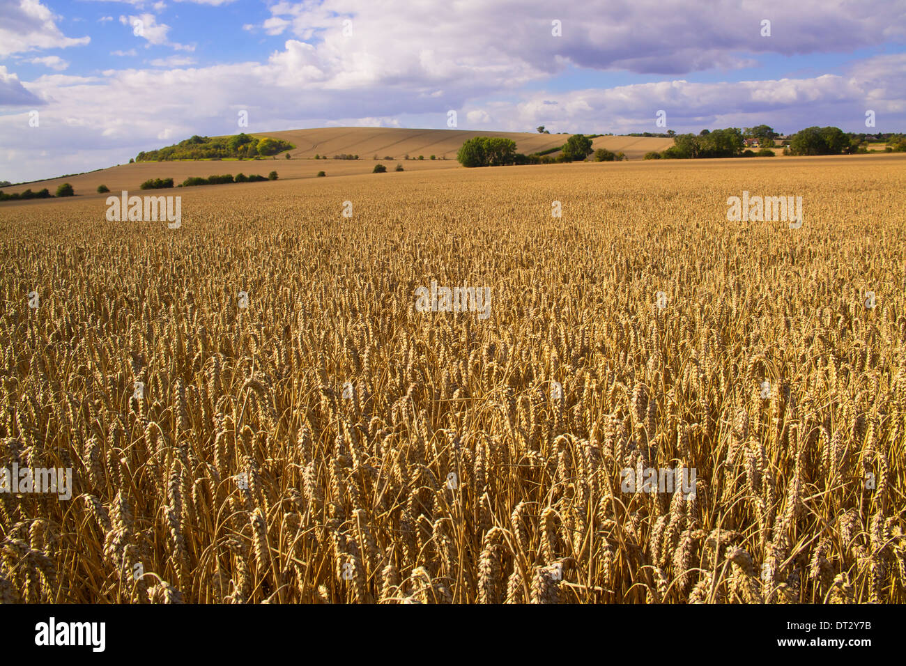 Typical landscape in central England with wheat fields Stock Photo - Alamy