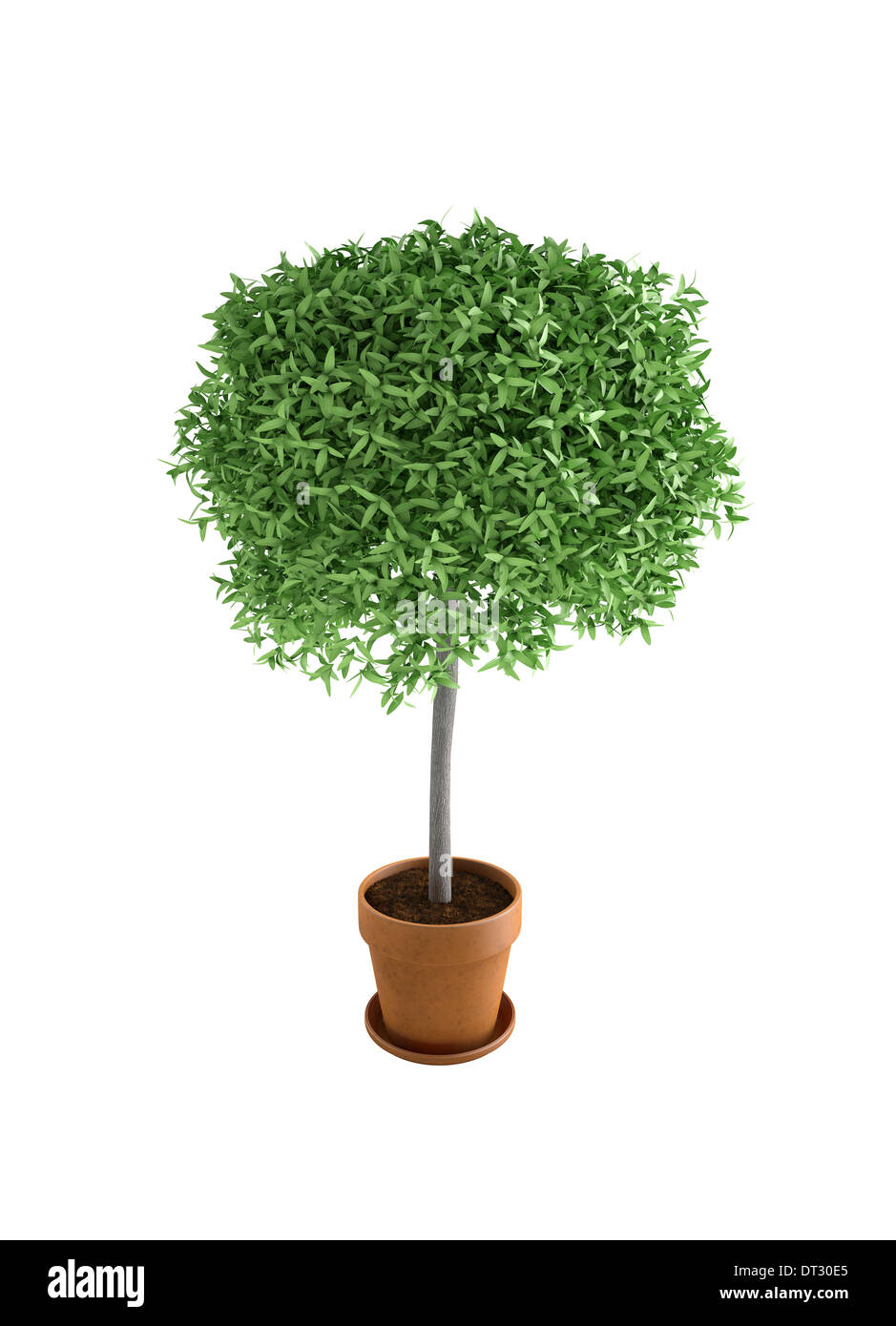 Bush In Terracotta Pot Stock Photo - Alamy