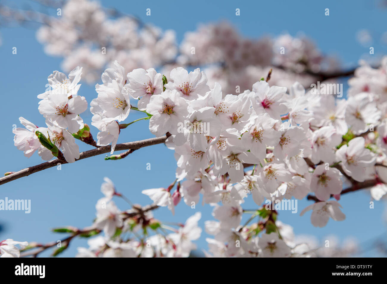 Sunny japan hi-res stock photography and images - Alamy