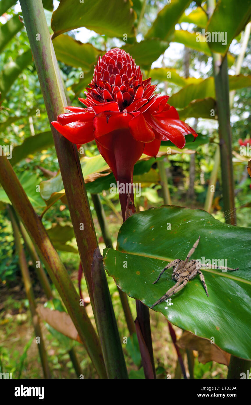 Ginger flower costa rica High Resolution Stock Photography and Images ...