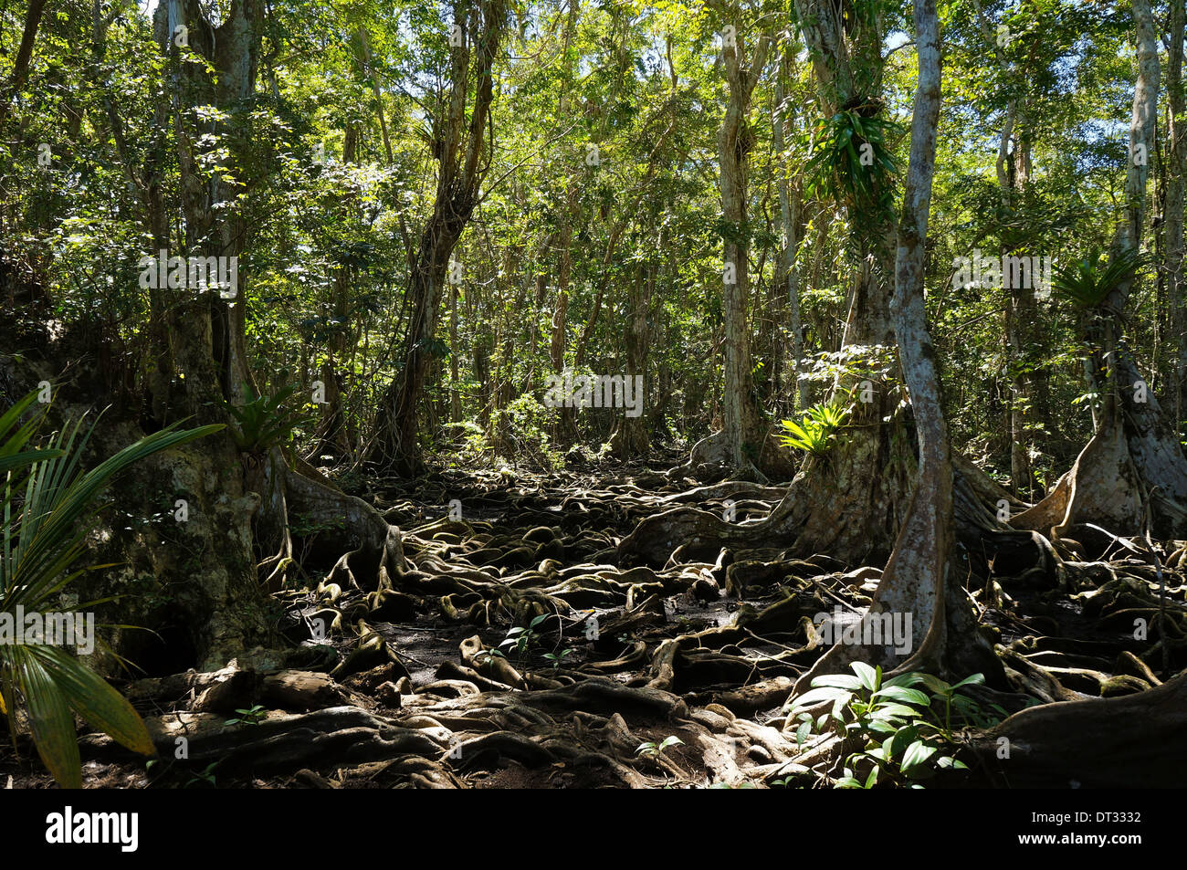 Panama jungle hi-res stock photography and images - Alamy