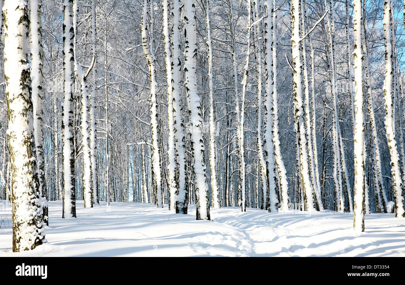 Beautiful winter forest Stock Photo - Alamy