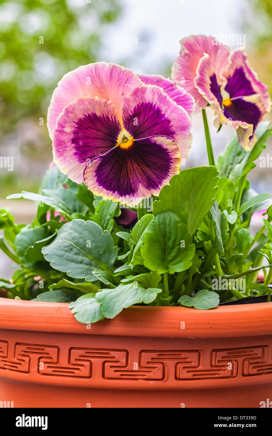 Pink pansy plants in a clay pot Stock Photo - Alamy