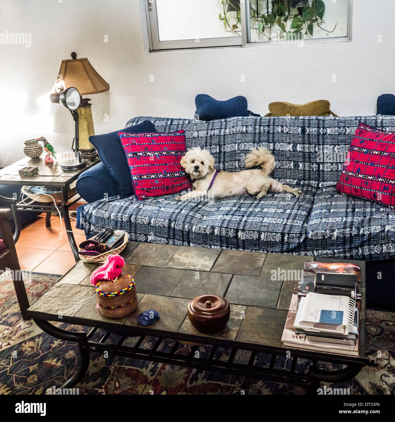 Dog reclining on a sofa in American home in Guatemala Stock Photo - Alamy