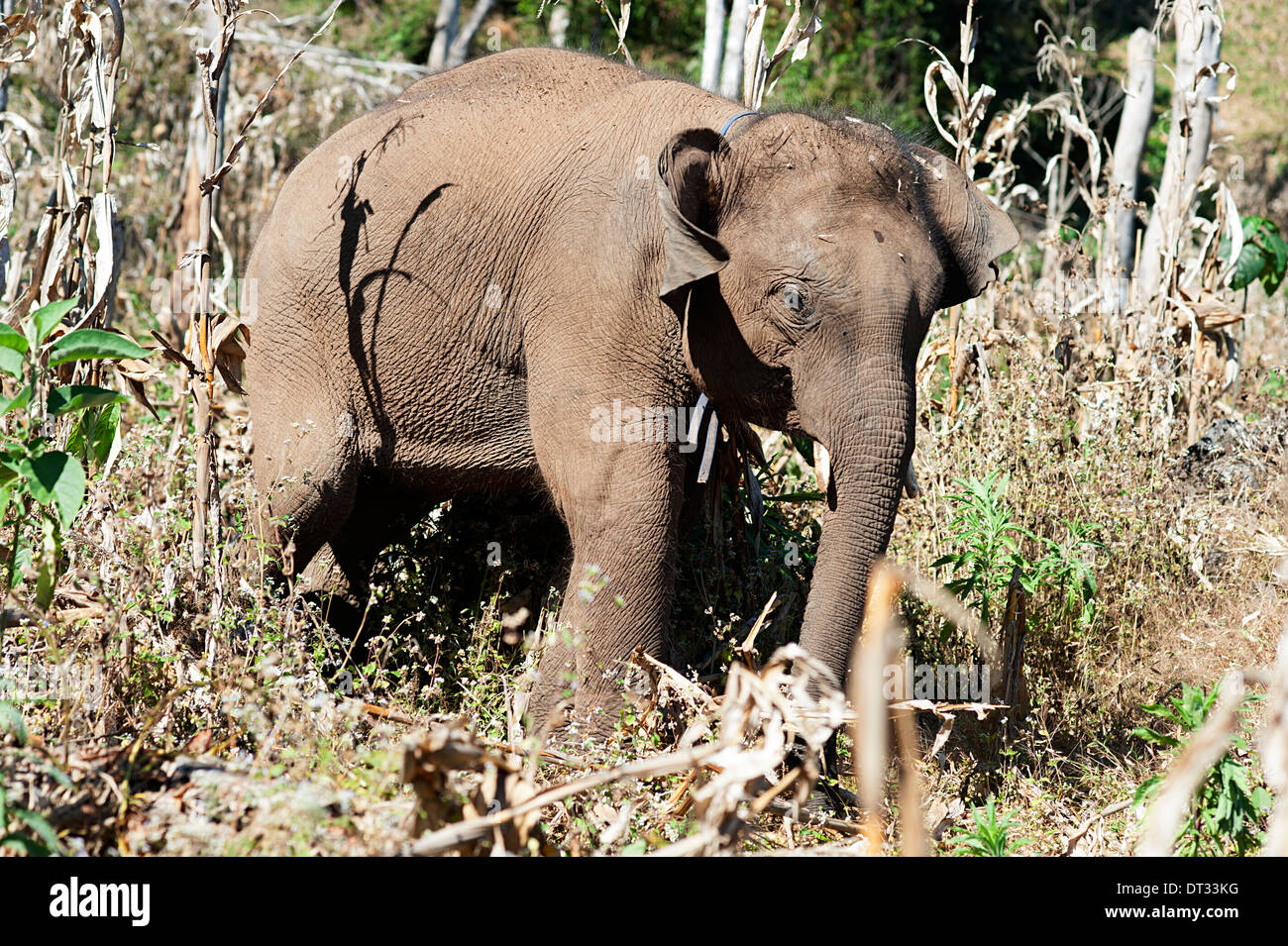 Asian elephant eating the remains of the corn in the cornfield in Huay ...