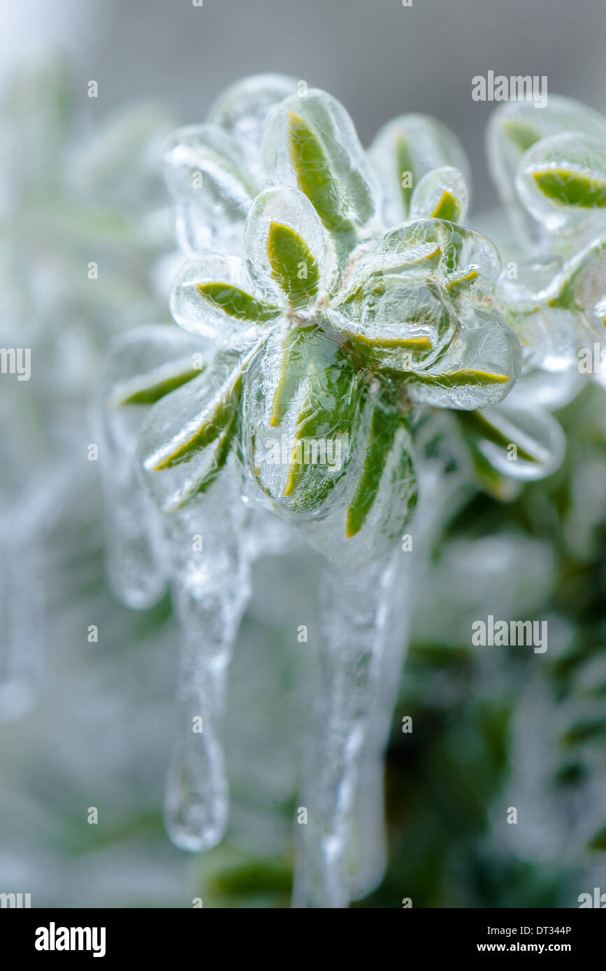 Iciclies hi-res stock photography and images - Alamy